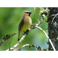 How to Choose a Birding Spotting Scope by Steve Ledin