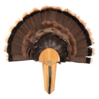 Allen EZ Mount Exhibition Turkey Tail Mounting Kit w/Holds Tail Fan and ...