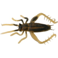 Creme Lures Small Cricket | Free Shipping over $49!