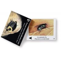 Forensics Source Forensic Insect Id Cards | Free Shipping over $49!