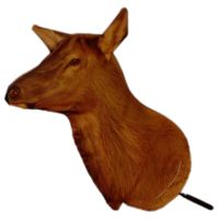 Heads Up Decoy Cow Elk Decoy | Free Shipping over $49!