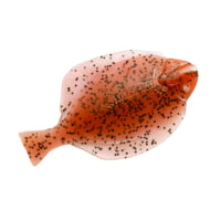 Hogy Flounder | Free Shipping over $49!
