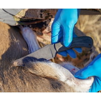 A Guide to Field Dressing a Deer | Field Dressing Beginners' Guide