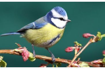 10 Reasons to Begin Birding - Birdwatching Starters Guide