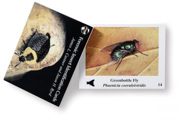 Forensics Source Forensic Insect Id Cards | Free Shipping over $49!