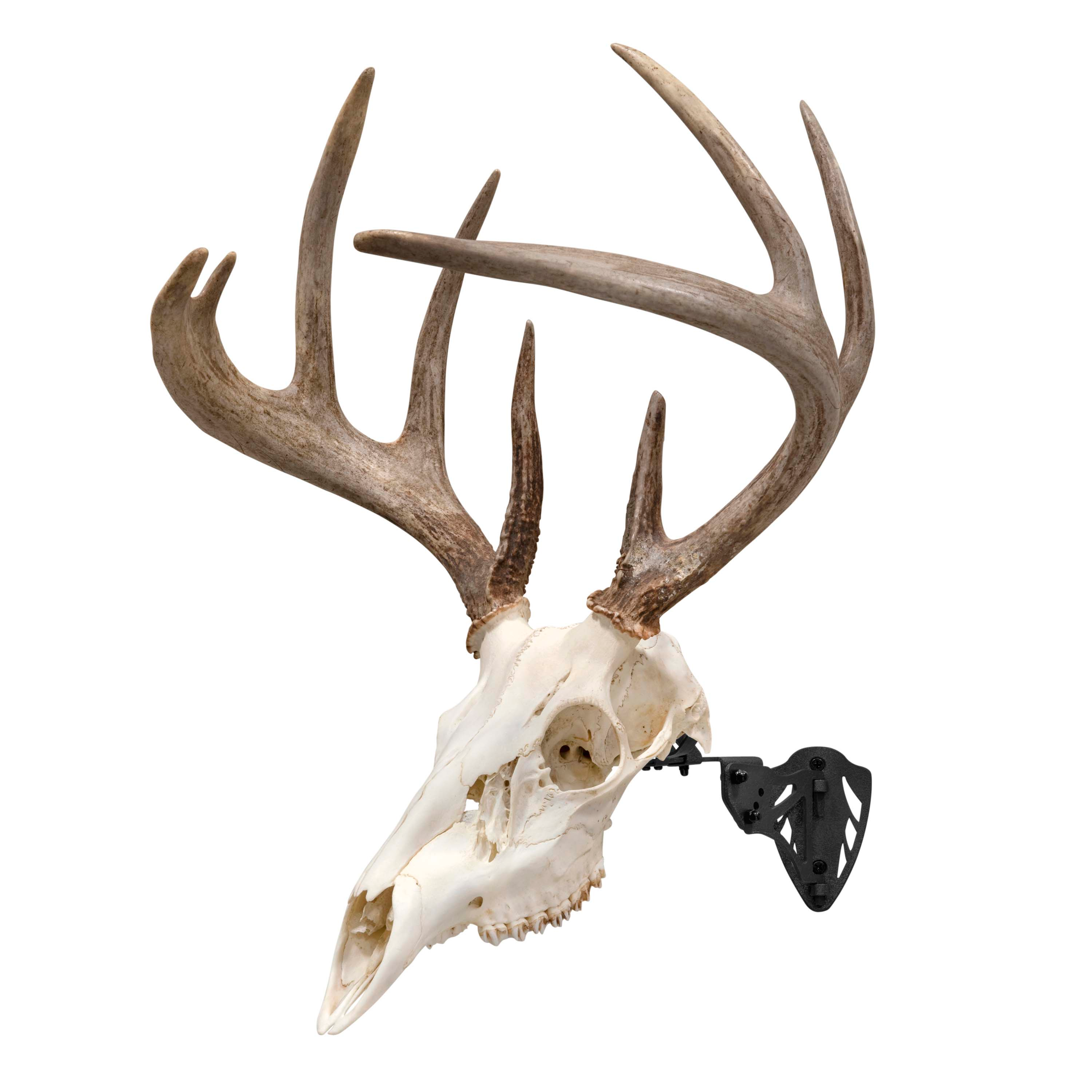 Allen EZ Mount Trophy Skull Hanger Review - The Civil War