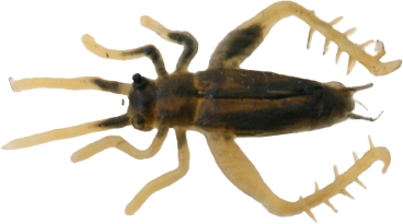 Creme Lures Cricket Review - The Civil War