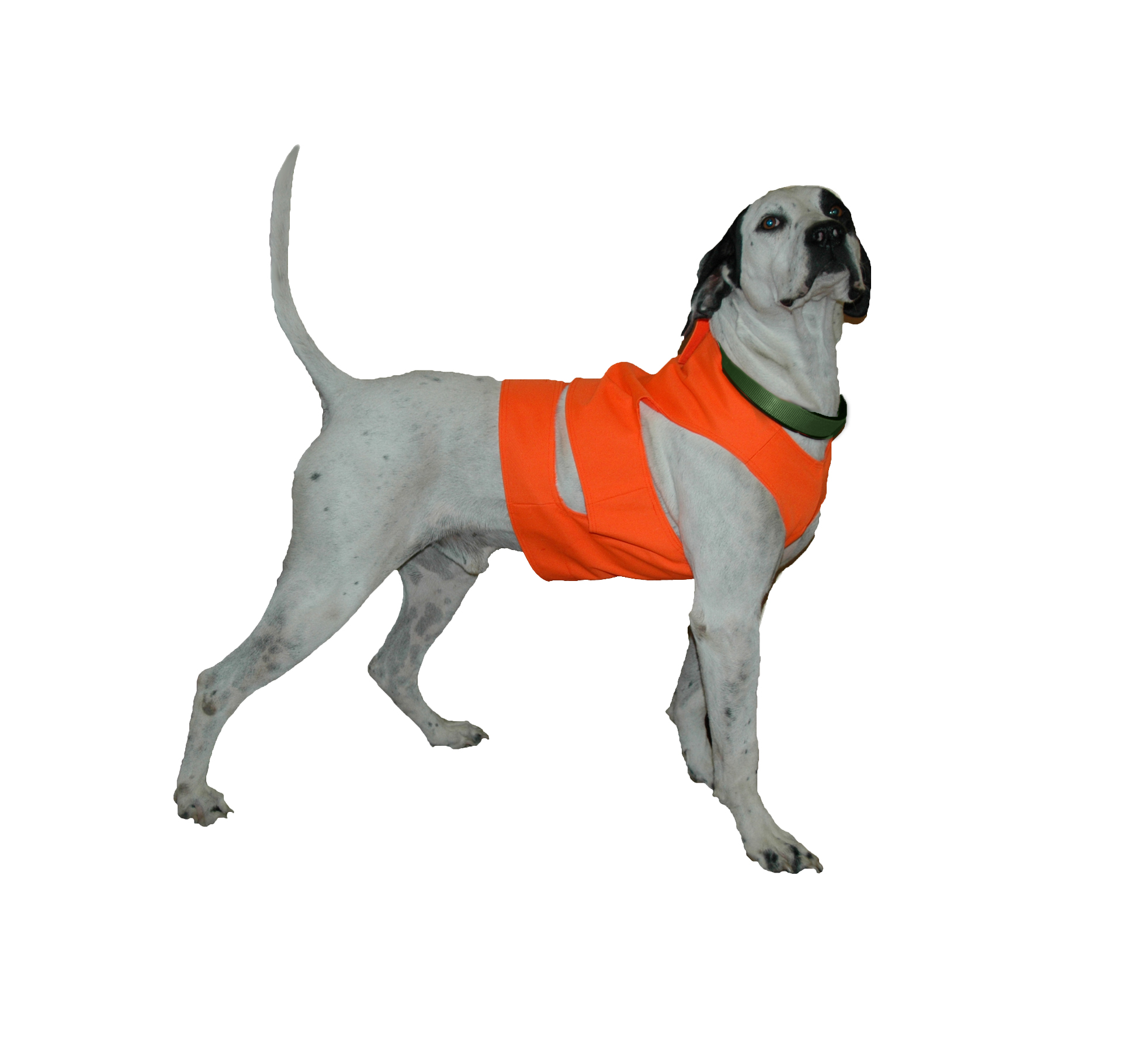 Mud River Upland Dog Chest Guard | Up to 13% Off Free Shipping over $49!